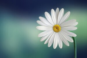 Fresh as a Daisy の意味 | 使い方 | ArtisanEnglish.jp | 英会話