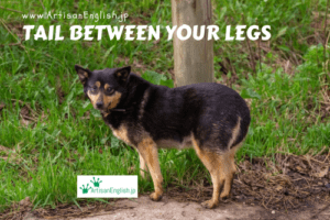 Tail between your legs の意味 | 使い方 | ArtisanEnglish.jp | 英会話